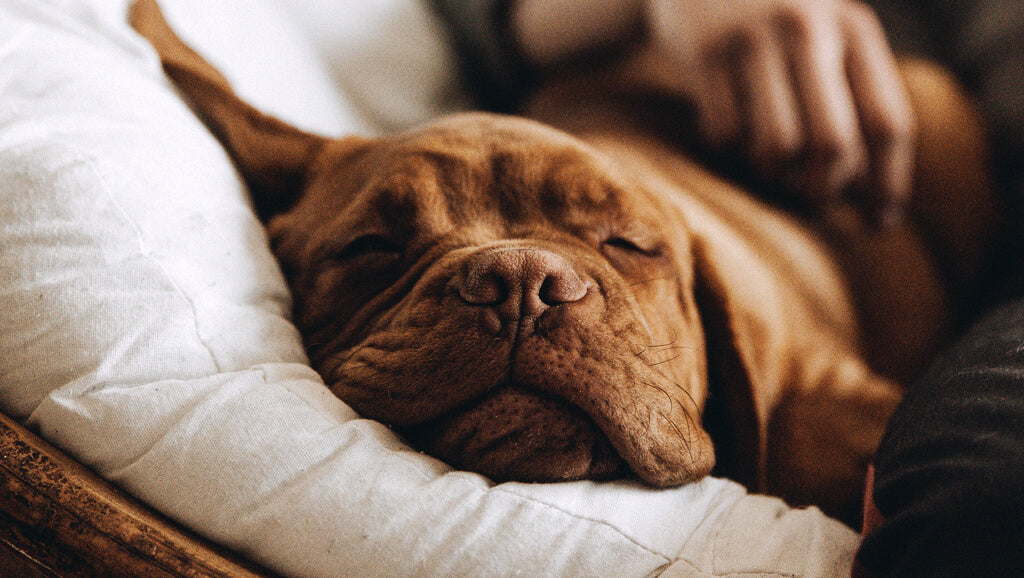 Tryping Hard on Turkey Day: The Truth About Tryptophan and Why You Fee ...